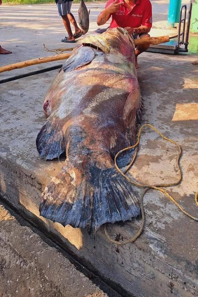 Pescadores capturan un pez cherna gigante en Paraíso – Contraste Político