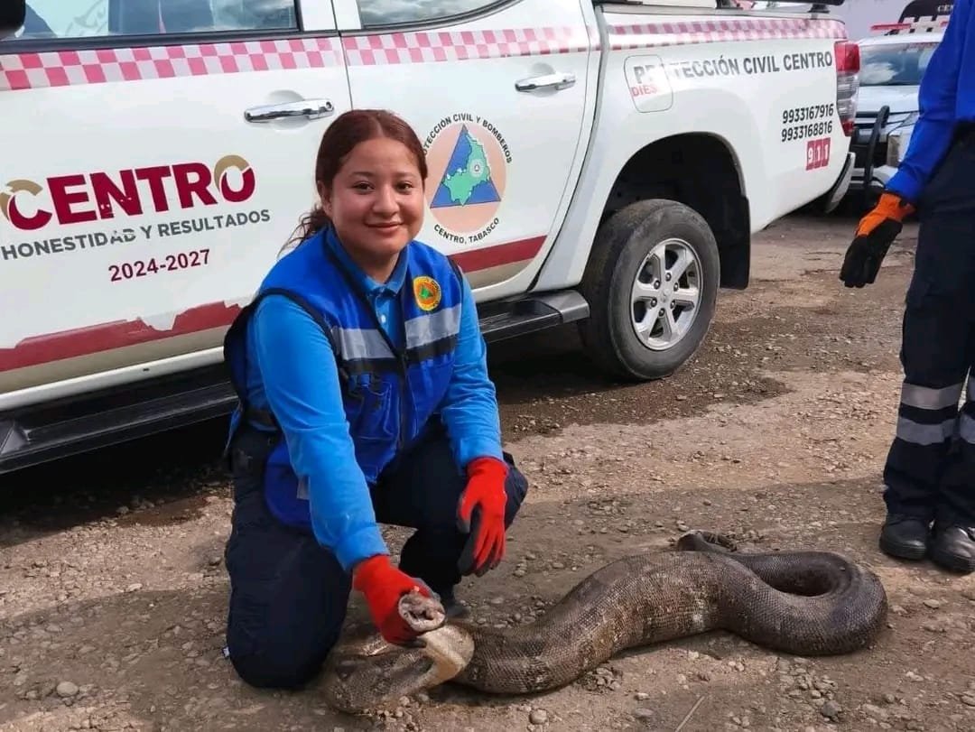 Mega boa capturada es ejemplar histórico que ‘fue liberada’: alcaldesa ...