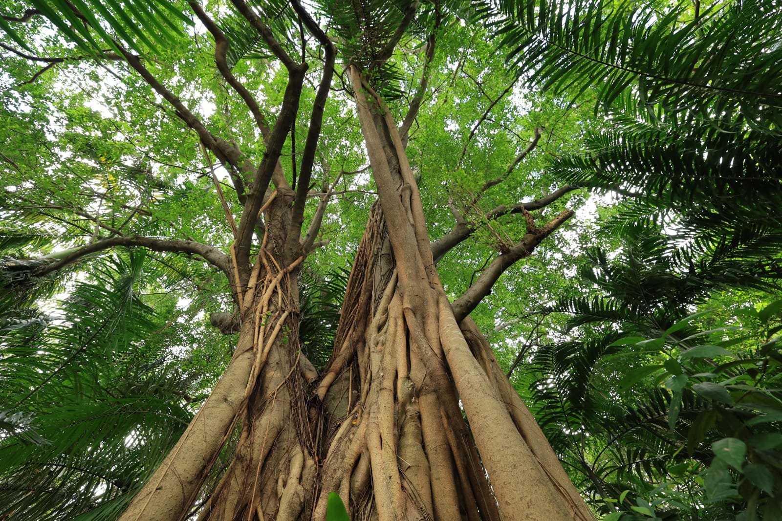 Ayudará Jornada de Reforestación a recuperar la selva de Tabasco ...